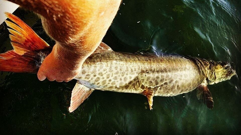 Petition · Establish a Catch and Release State Record Category for ...