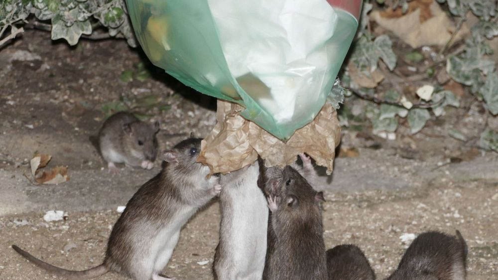 Pétition · Rats dans nos espaces verts et nos foyers : une dératisation ...