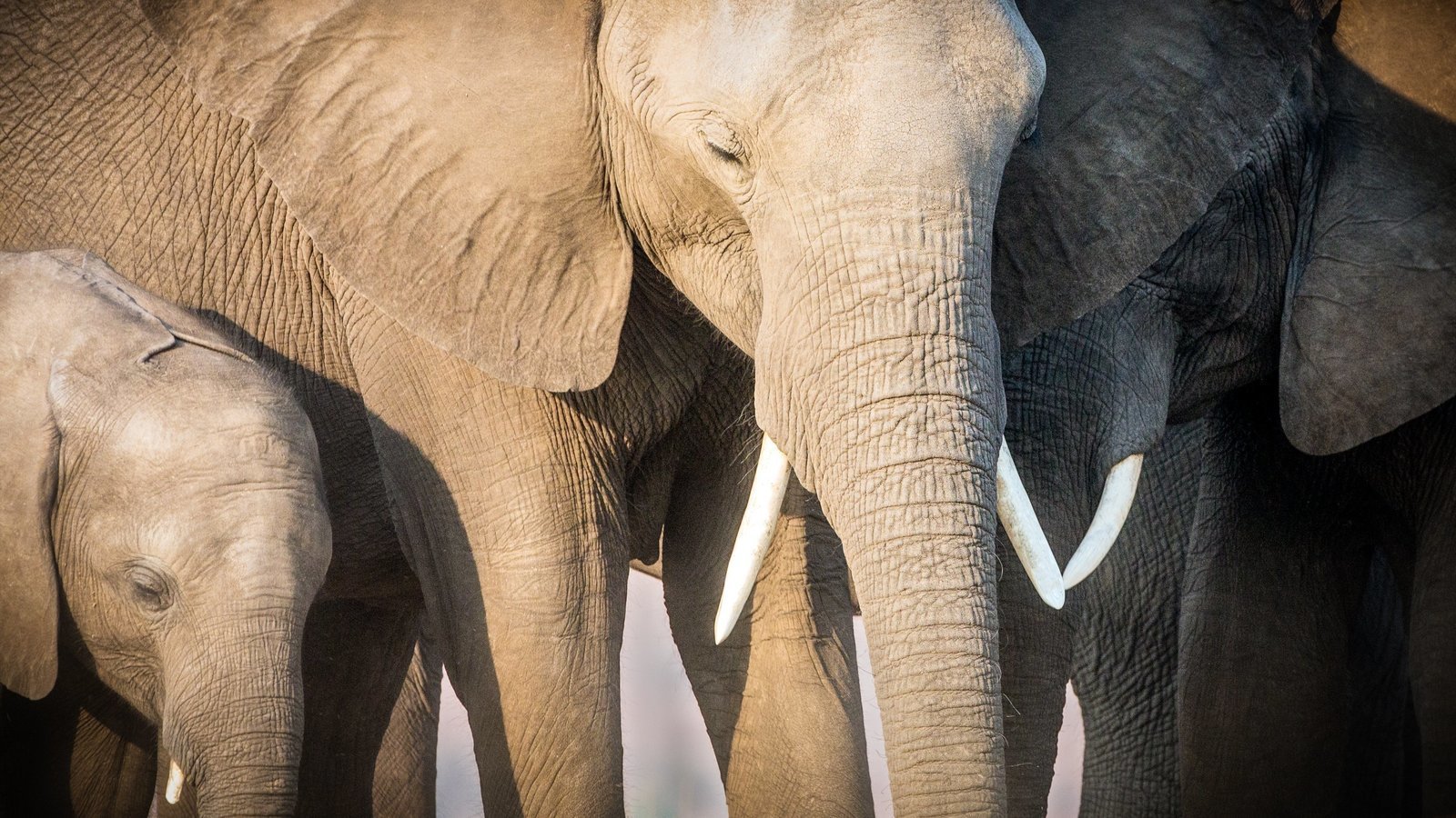 Petition · MAINTAIN THE NAMIBIAN IVORY BAN & ELEVATE ELEPHANTS TO ...