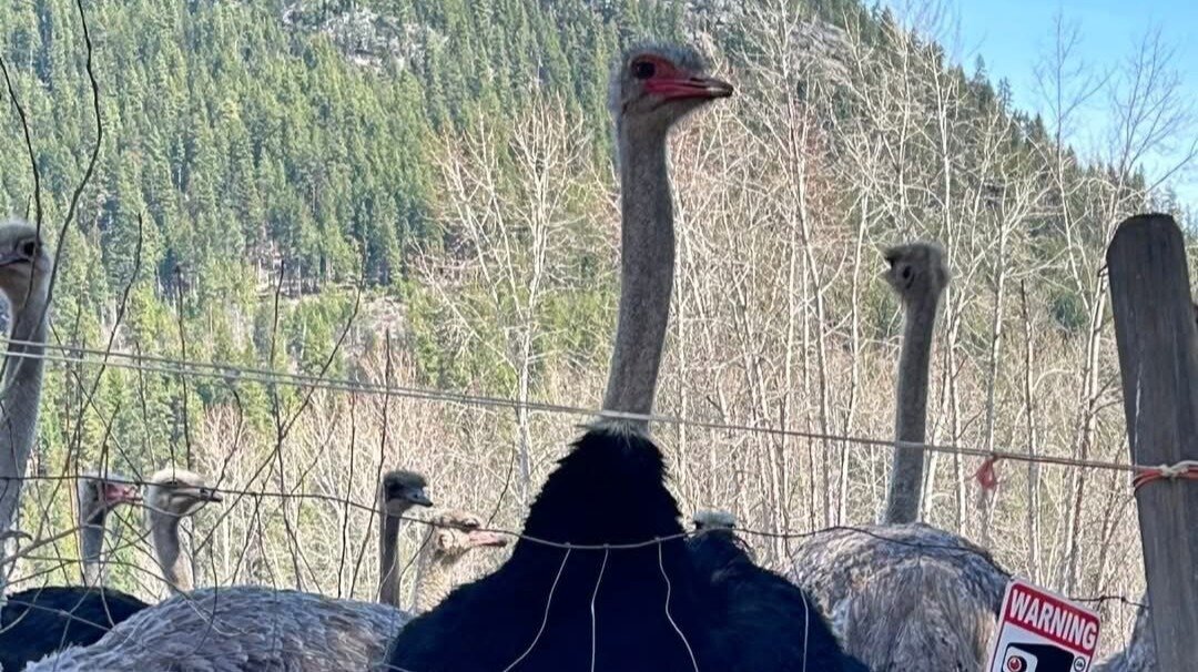 Petition · Save the lives of 400 Ostriches in Edgewood BC Canada ...