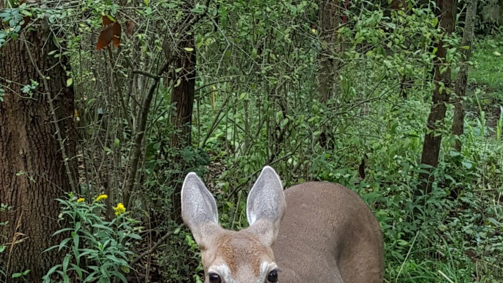 Petition · Save the Dear Deer in the Park ,Memorial Park - United ...