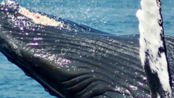 Petition · The fight to stop whaling - New Zealand · Change.org