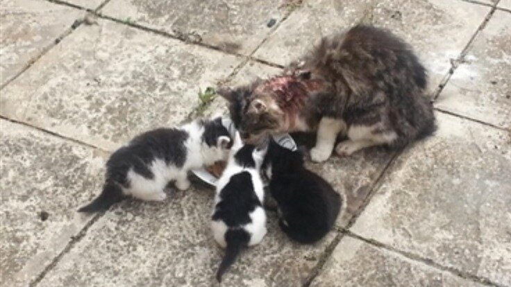 Petition · Stop Murdering Stray Cats. Spay and neuter Instead! - United ...