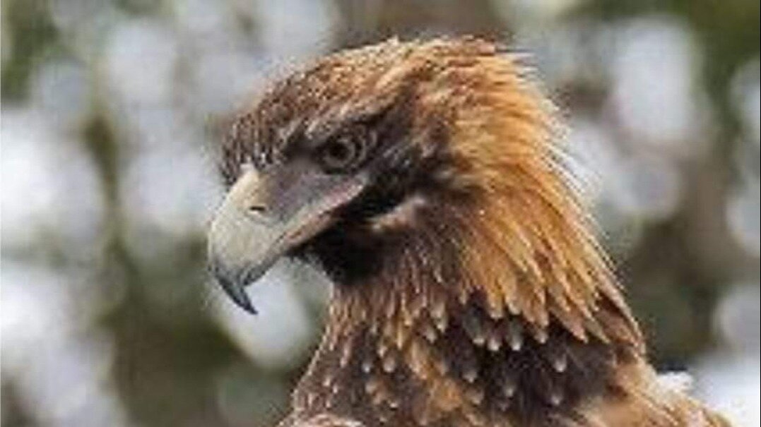 Petition · PROTECT NORTH EAST RAPTORS by demanding ACEN reduces the ...