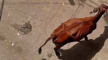 Petition · Stray animals are being exploited - Kanpur, India · Change.org