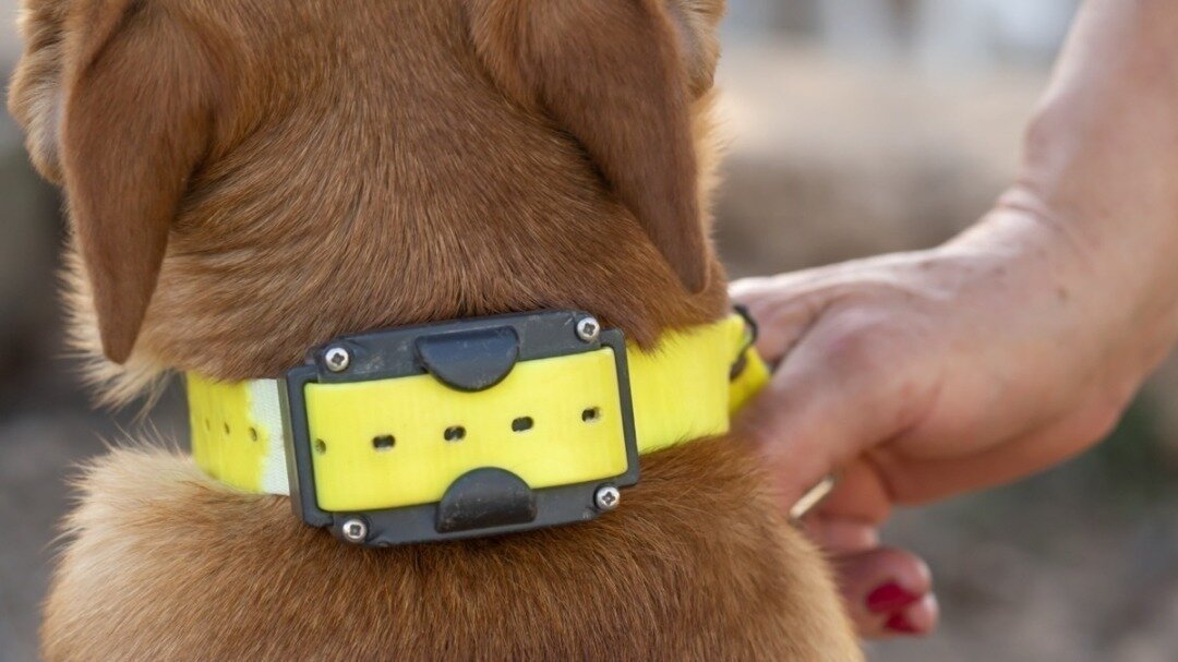 Petition · Ban Shock Collars in Scotland to Protect Dogs from Cruelty ...
