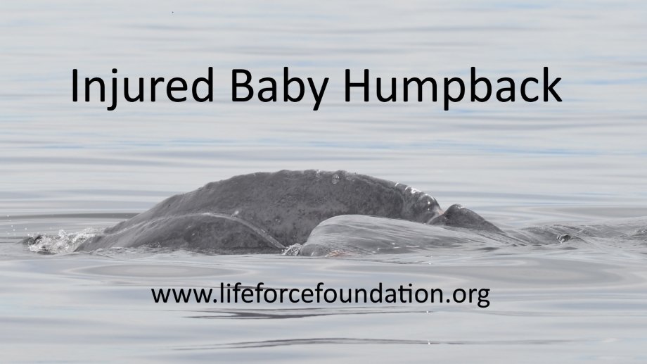 Petition update · More Humpback Injuries in BC! · Change.org · Change.org