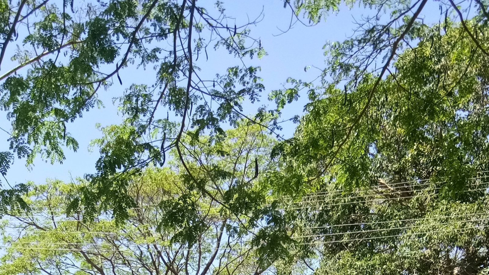 Petition · Depleting tree cover in forest without Indian species trees ...