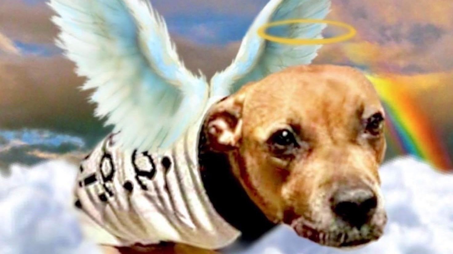 Petition · Save Our Animals from Cruel and Uninformed Euthanasia ...