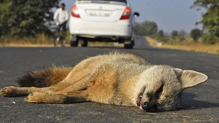 Petition · Shelter for stray animals - India · Change.org