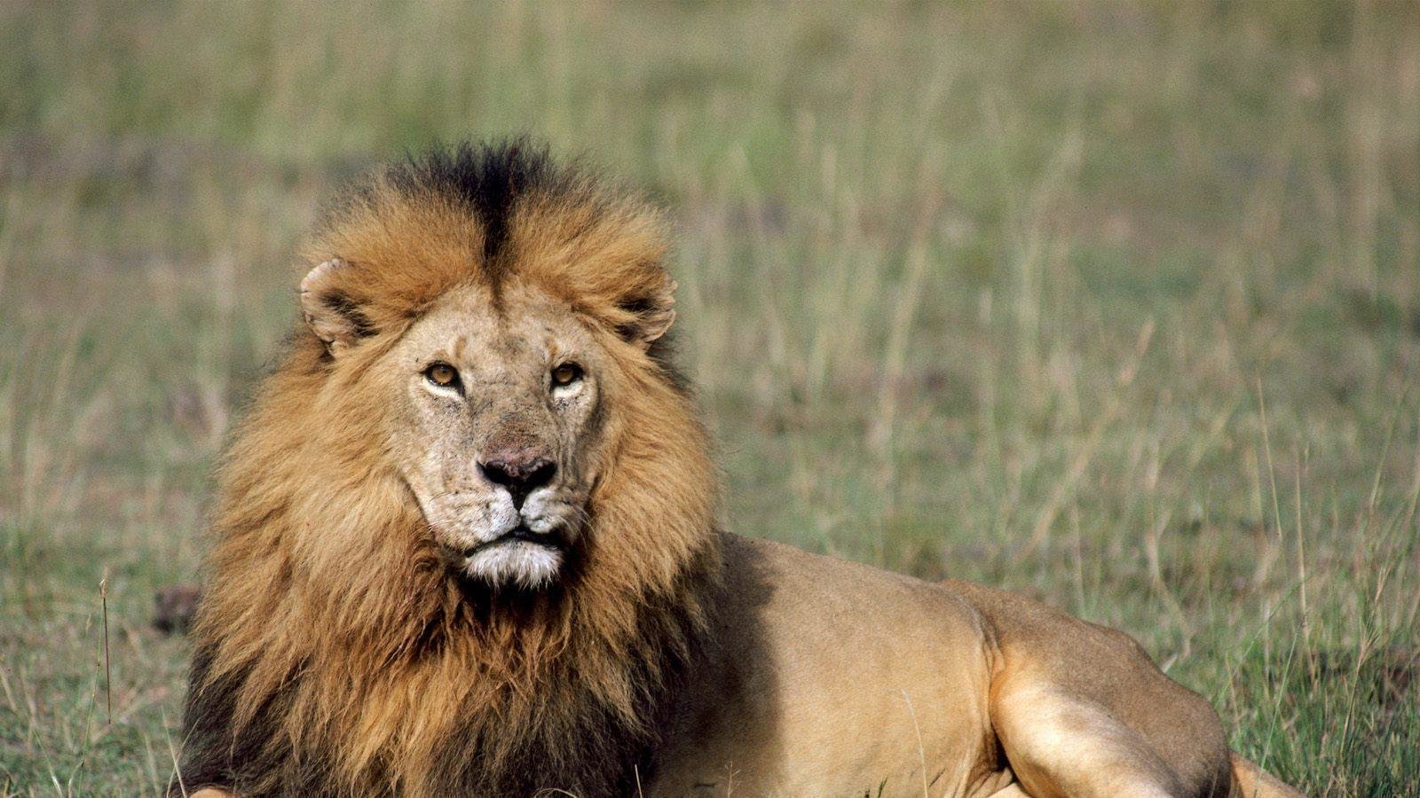 Petition · Create an International Law to stop Trophy Hunting! - United ...