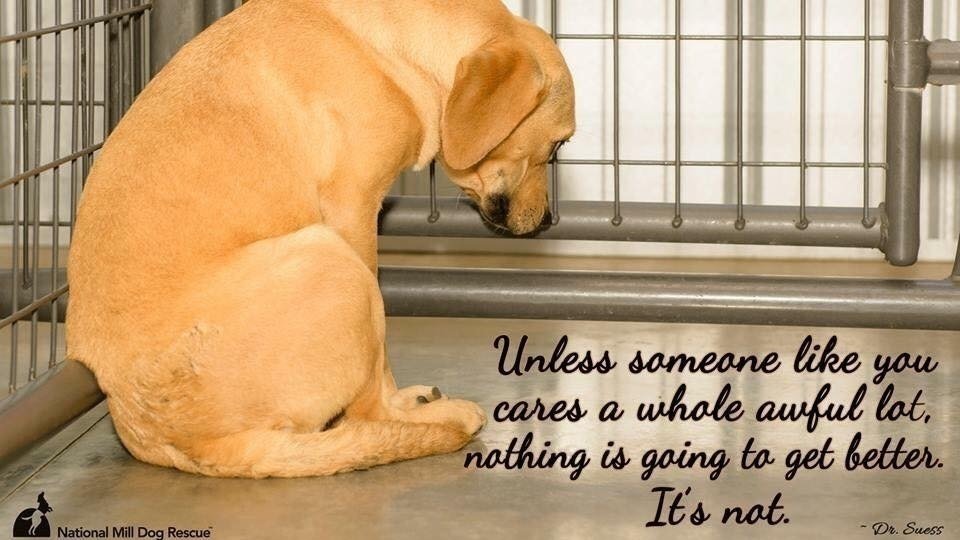 Petition · Councils : Payment Plan for Animals on Death Row - Australia ...