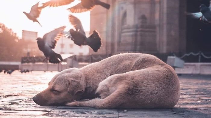Petition · A HOME FOR STRAY ANIMALS - Philippines · Change.org
