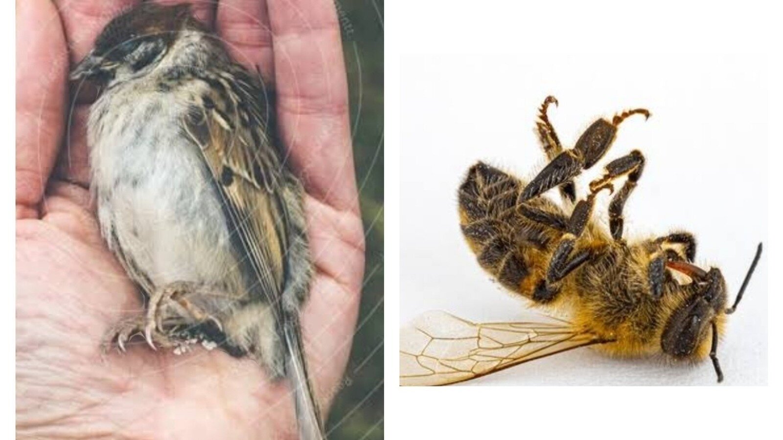 Petition · Save Honey Bee & Sparrows - India · Change.org