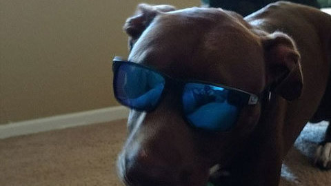 Petition · Let Veteran Ronald Kevin Mundy Jr have his emotional support ...