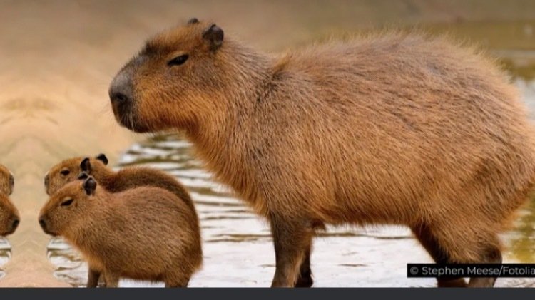 Petition · Lift the capybara ban in nsw - Australia · Change.org