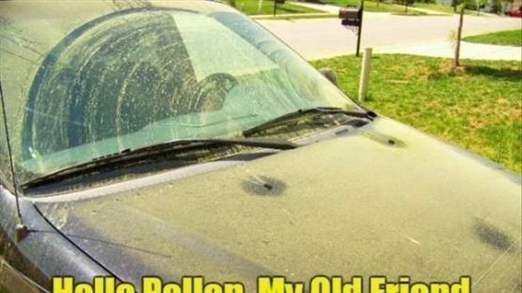 Petition · Remove all the pollen from Ireland and put it into space so ...
