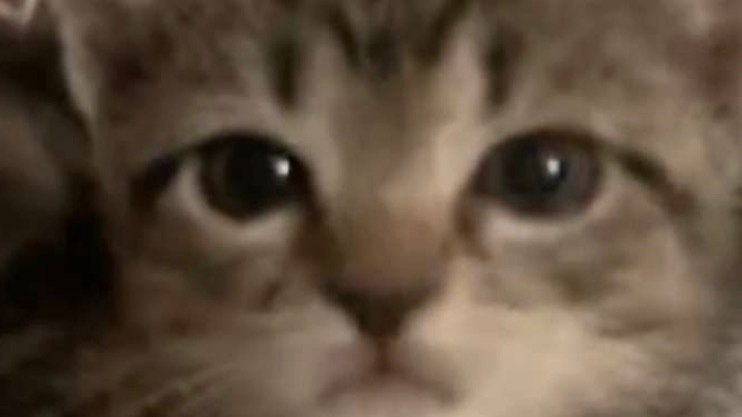 Petition · let me keep this cat - United States · Change.org