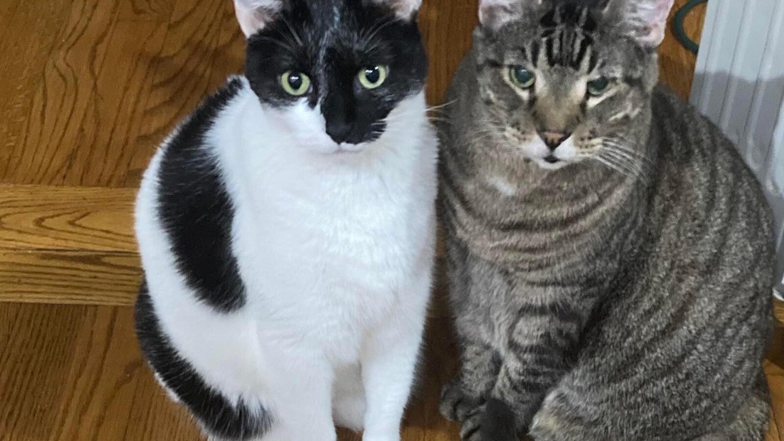 Petition · Implement Stricter Laws on Outdoor Cat Ownership to Ensure ...