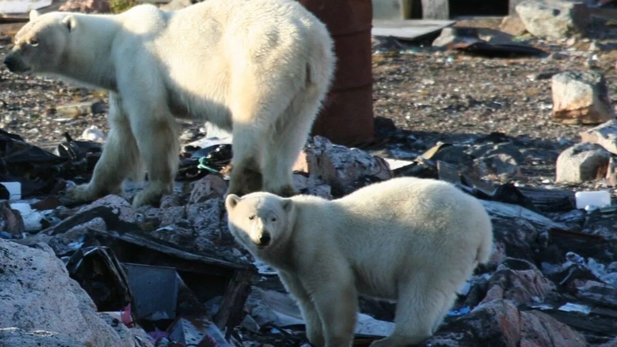 Petition · STOP PROJECT WILLOW - United States · Change.org