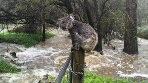 Petition update · STOP LOGGING INTO KOALA HABITATS NOW! · Change.org ...