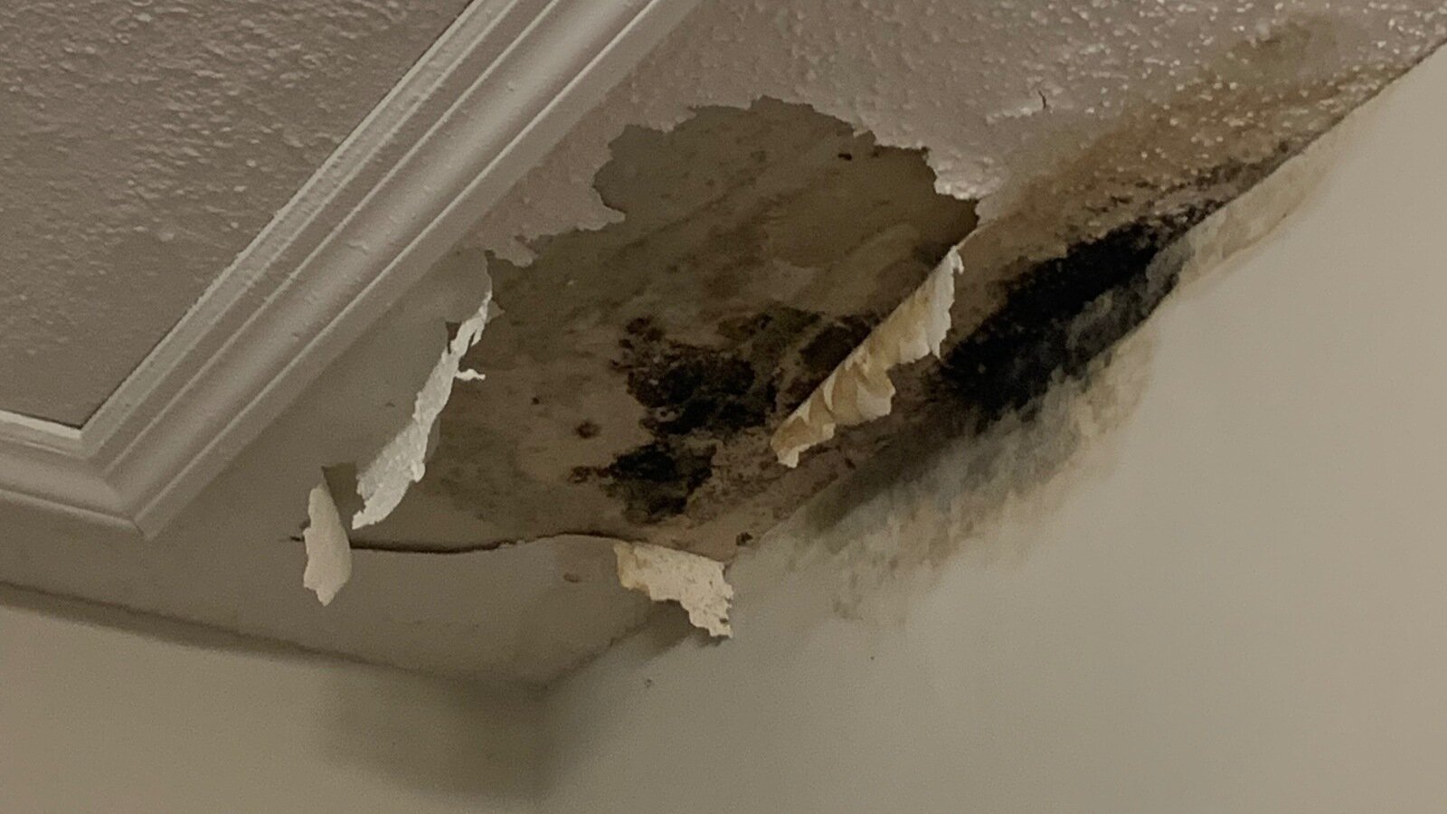 Petition · Ensure Safe and Healthy Housing Conditions in Durham County ...