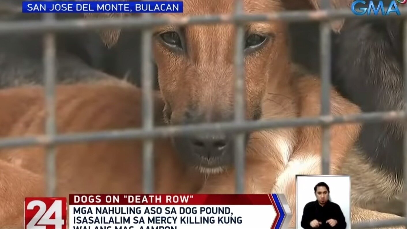 Petition · Compassion Over Killing: Advocate for No-Kill Animal ...