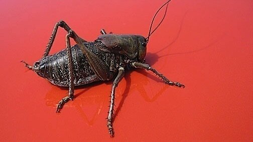 Petition · Fire Jeff Knight - Control the Crickets - Elko, United ...