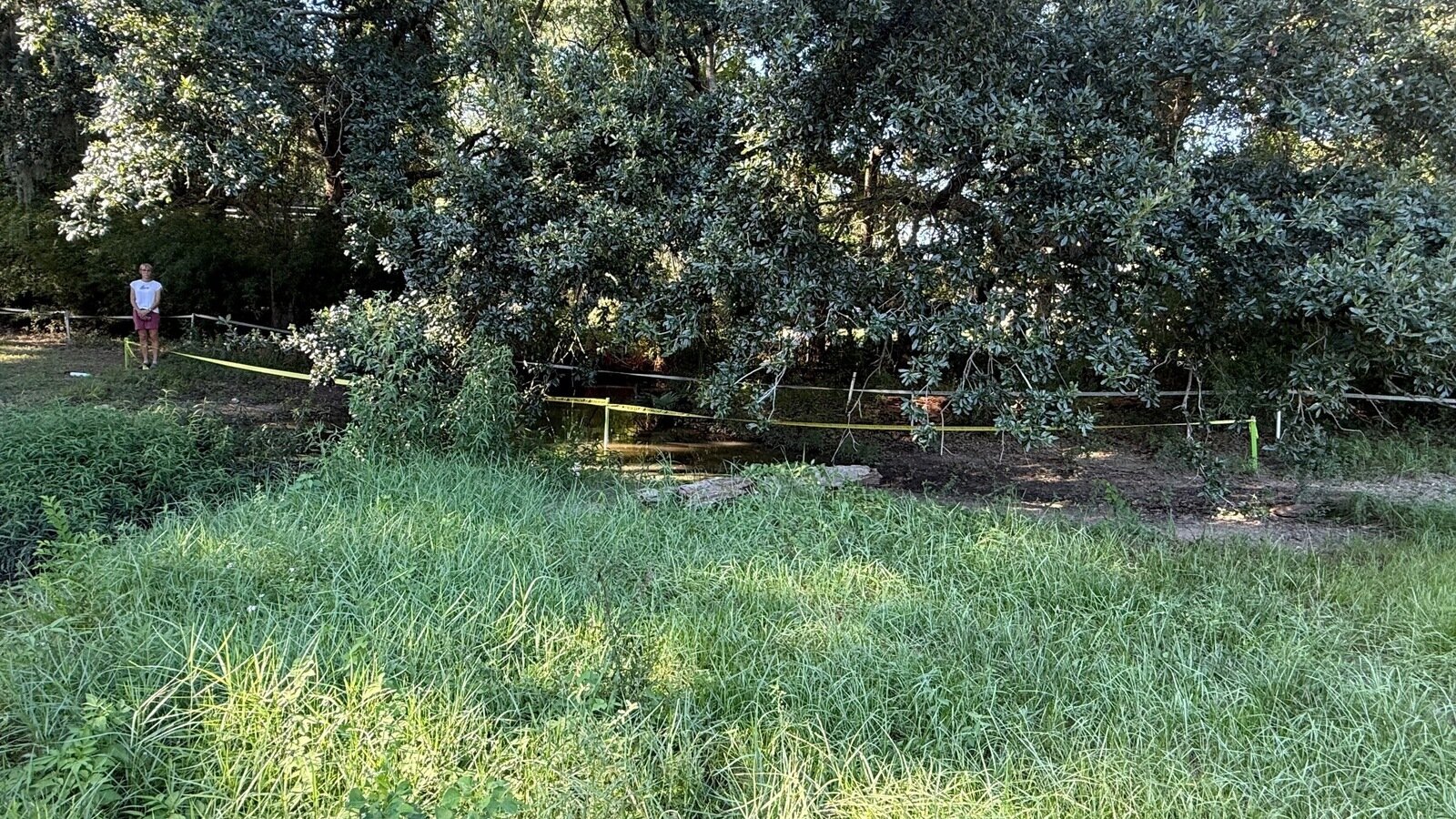 Petition · Save Our Beloved Oak Tree in Mandeville, LA - Mandeville ...