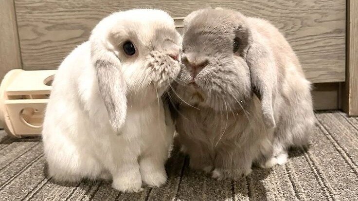 Petition · Introduce exotic pet veterinary services in Karratha ...