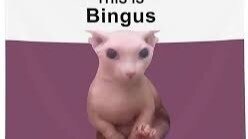 Petition · Replace Belmont Middle School's Mascot with Bingus for ...