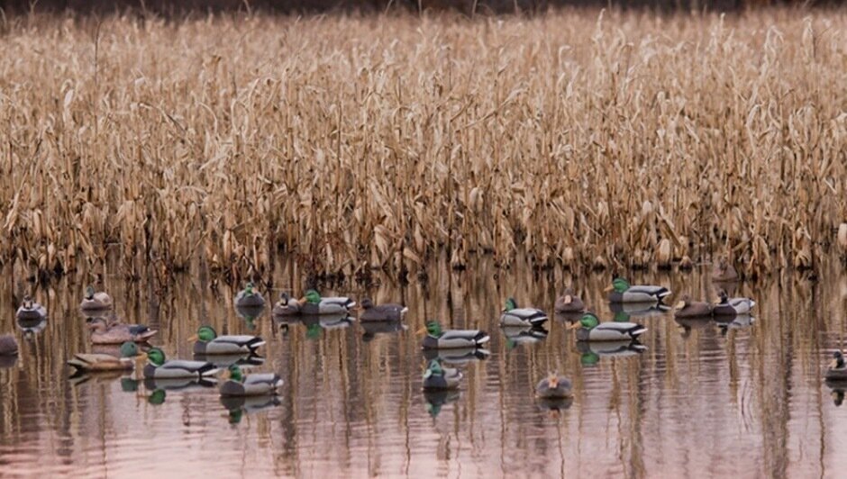 Petition · Halt Ducks Unlimited's Activities and Corn-Based Hunting ...