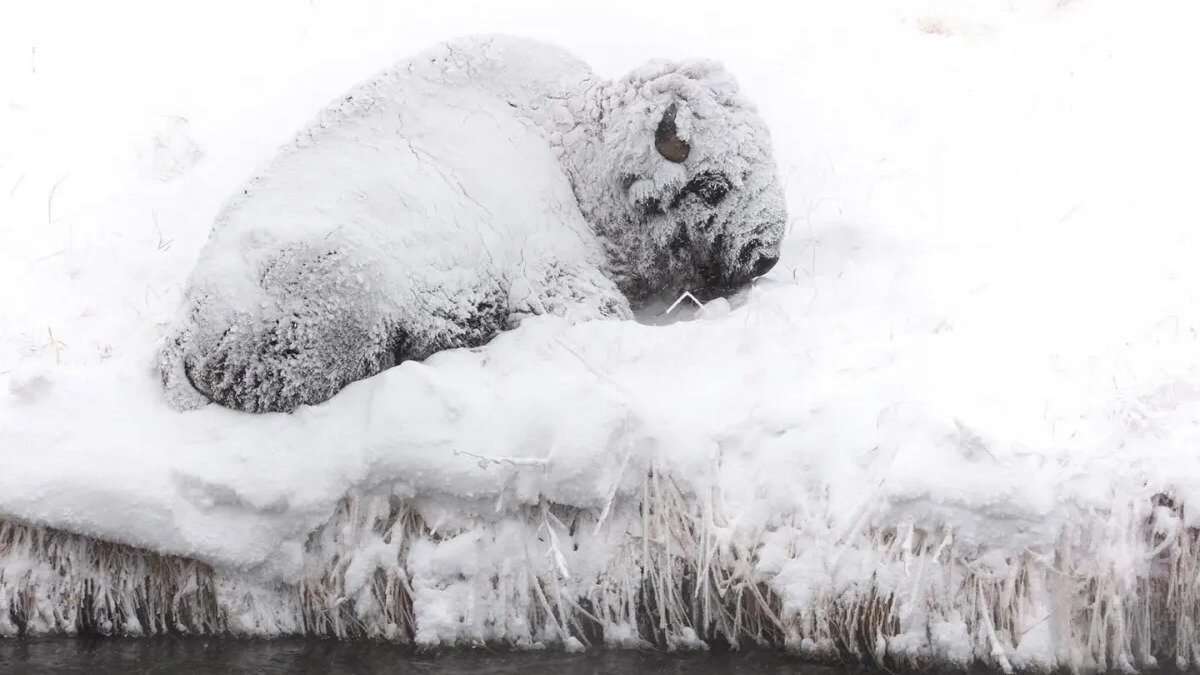 Petition · Protect Animals Stranded in Freezing Cold During This Winter ...