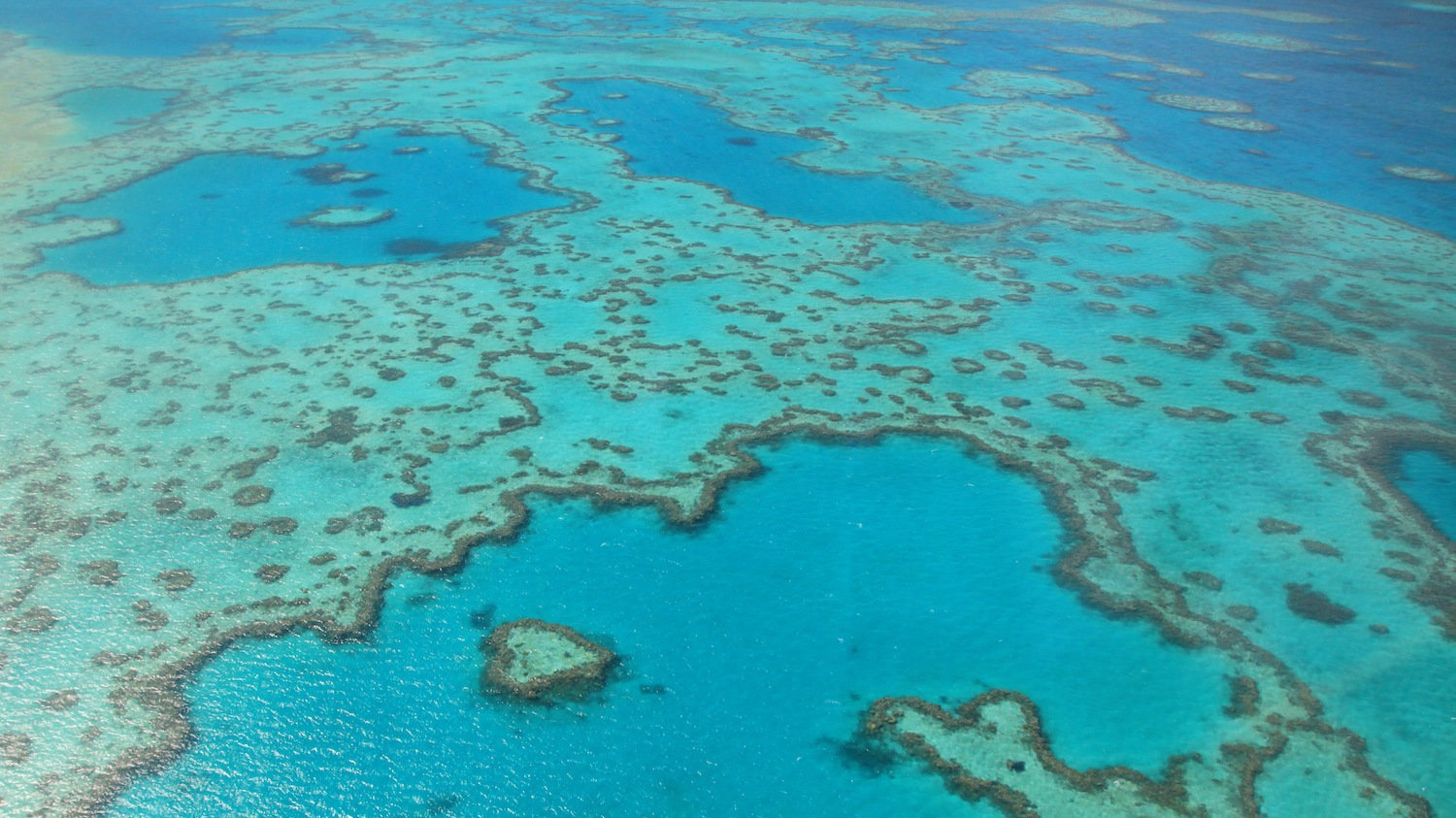 Petition · Help raise awareness about the dangers that the Great ...