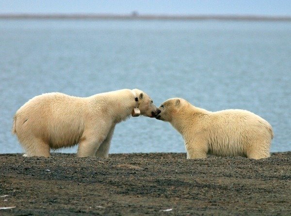 Petition · Help Save Polar Bears - United States · Change.org