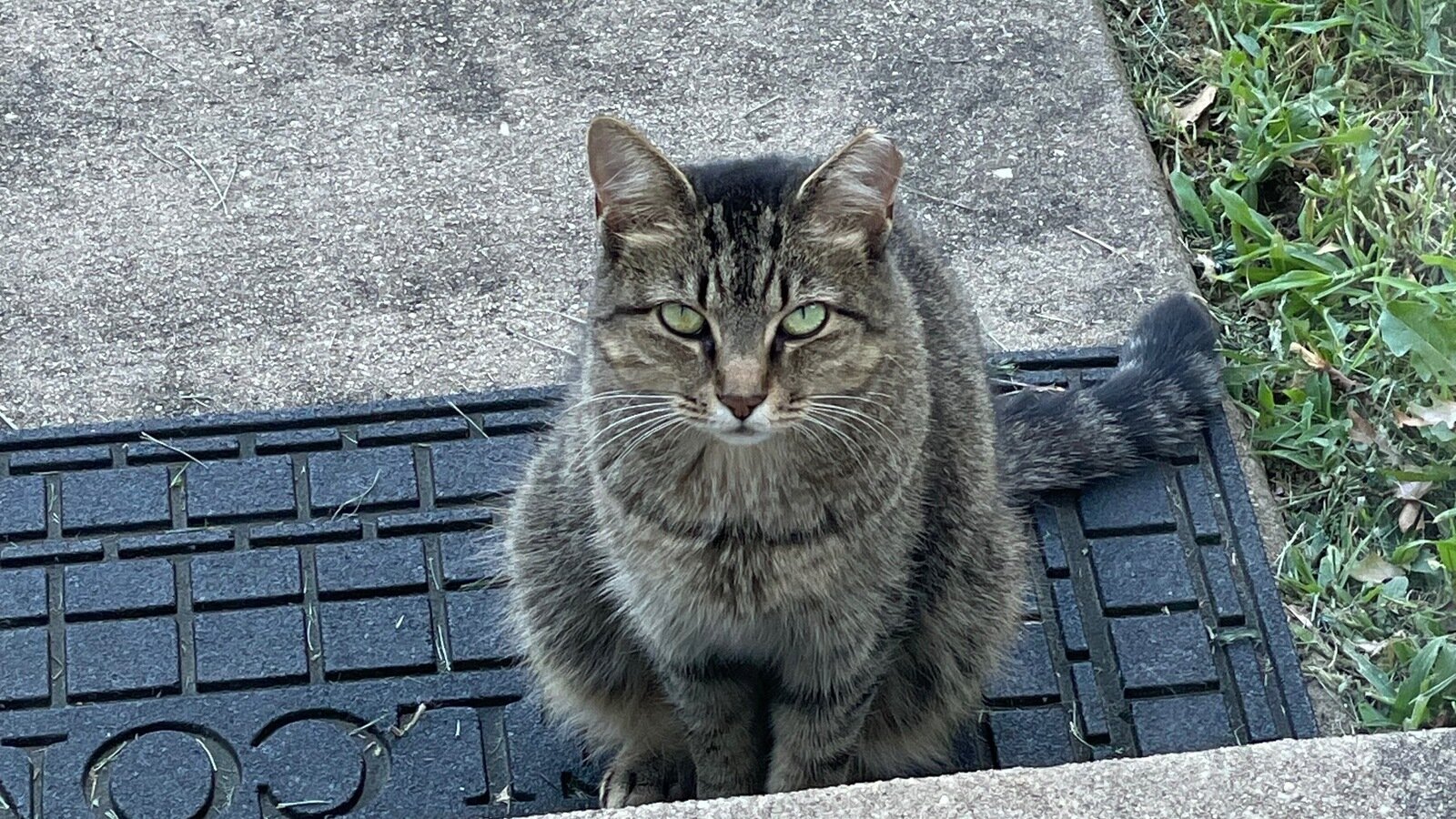 Petition · Protect the Feral Cat Colony from Eradication - Belcamp ...