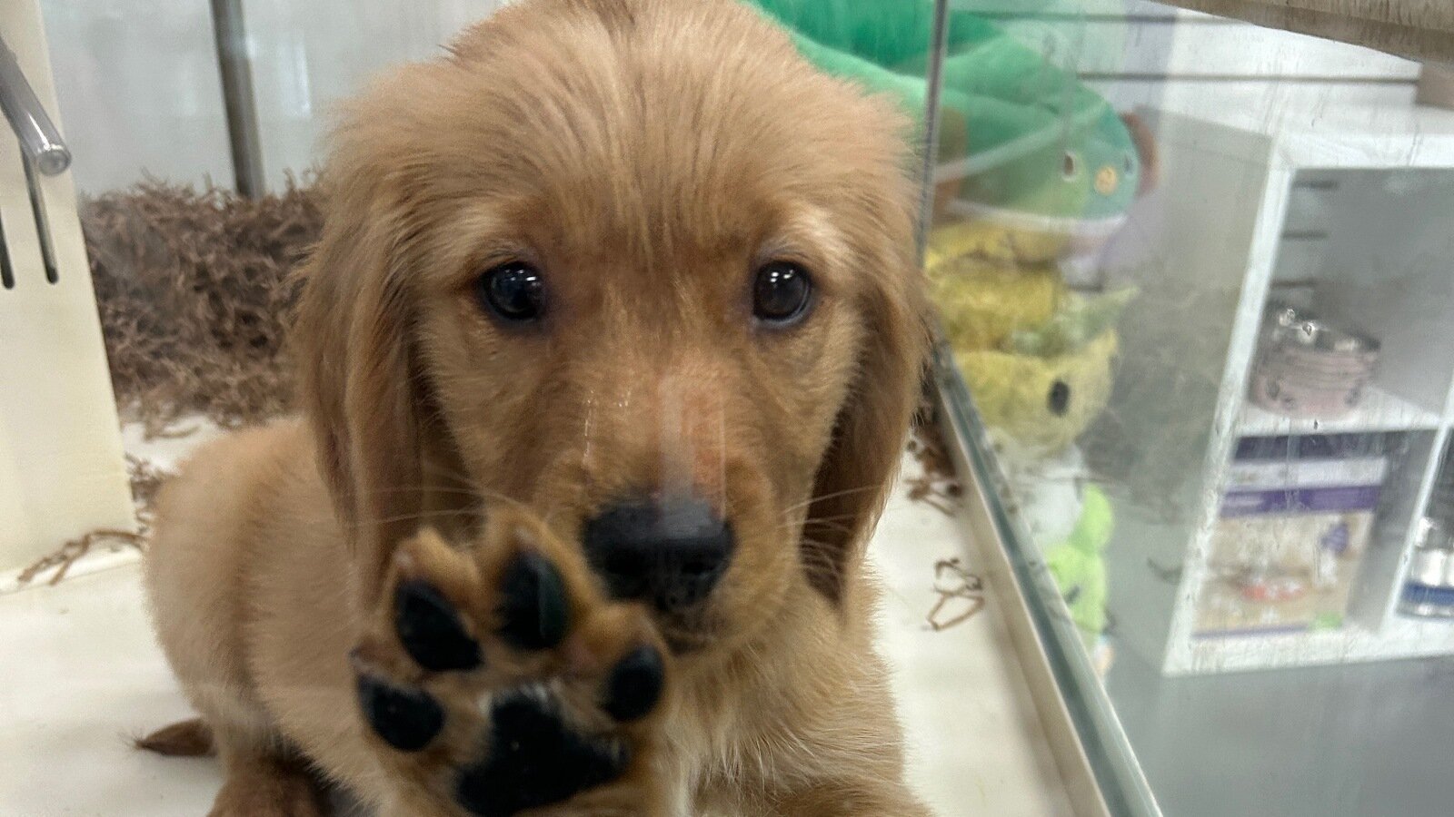 Petition · Demand Immediate Closure of Best Friends Forever Puppies Due ...