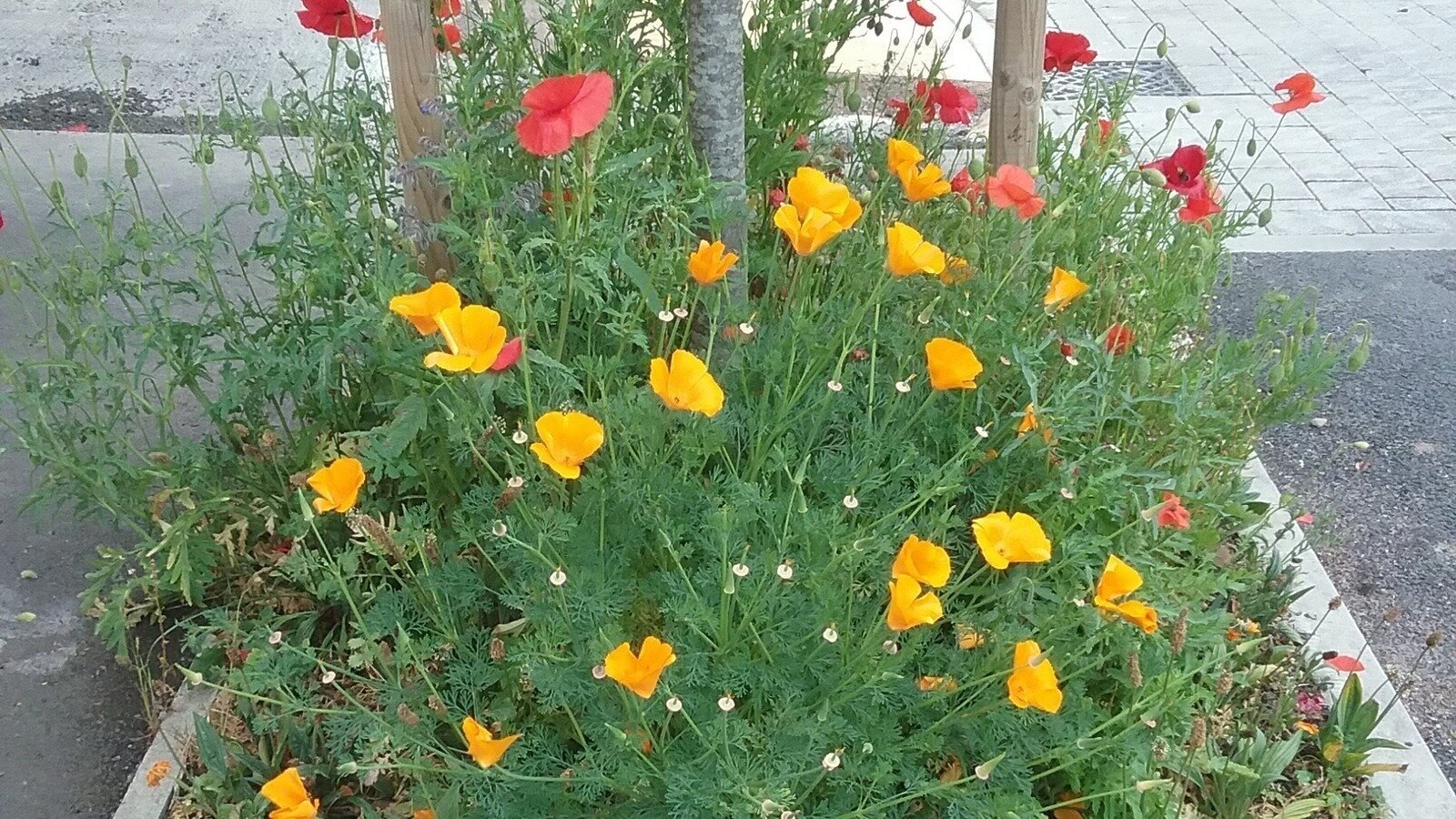 Petition · Ban harmful insecticides threatening pollinators - United ...