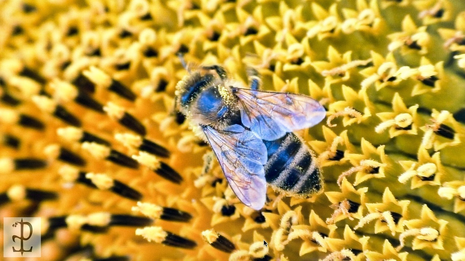 Petition · A COMPLETE BAN ON THE USE OF NEONICOTINOIDS NEEDED TO ...