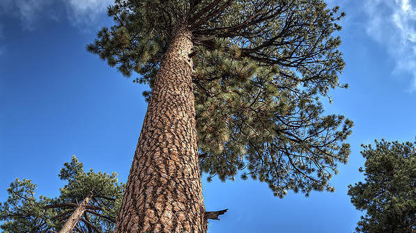 Petition · Trees are just big sticks 2K18 - United States · Change.org