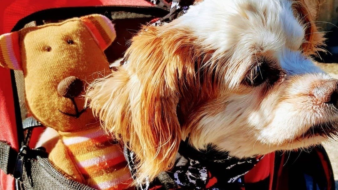 Petition · Assistance Animals Equity Australia - making the laws more ...