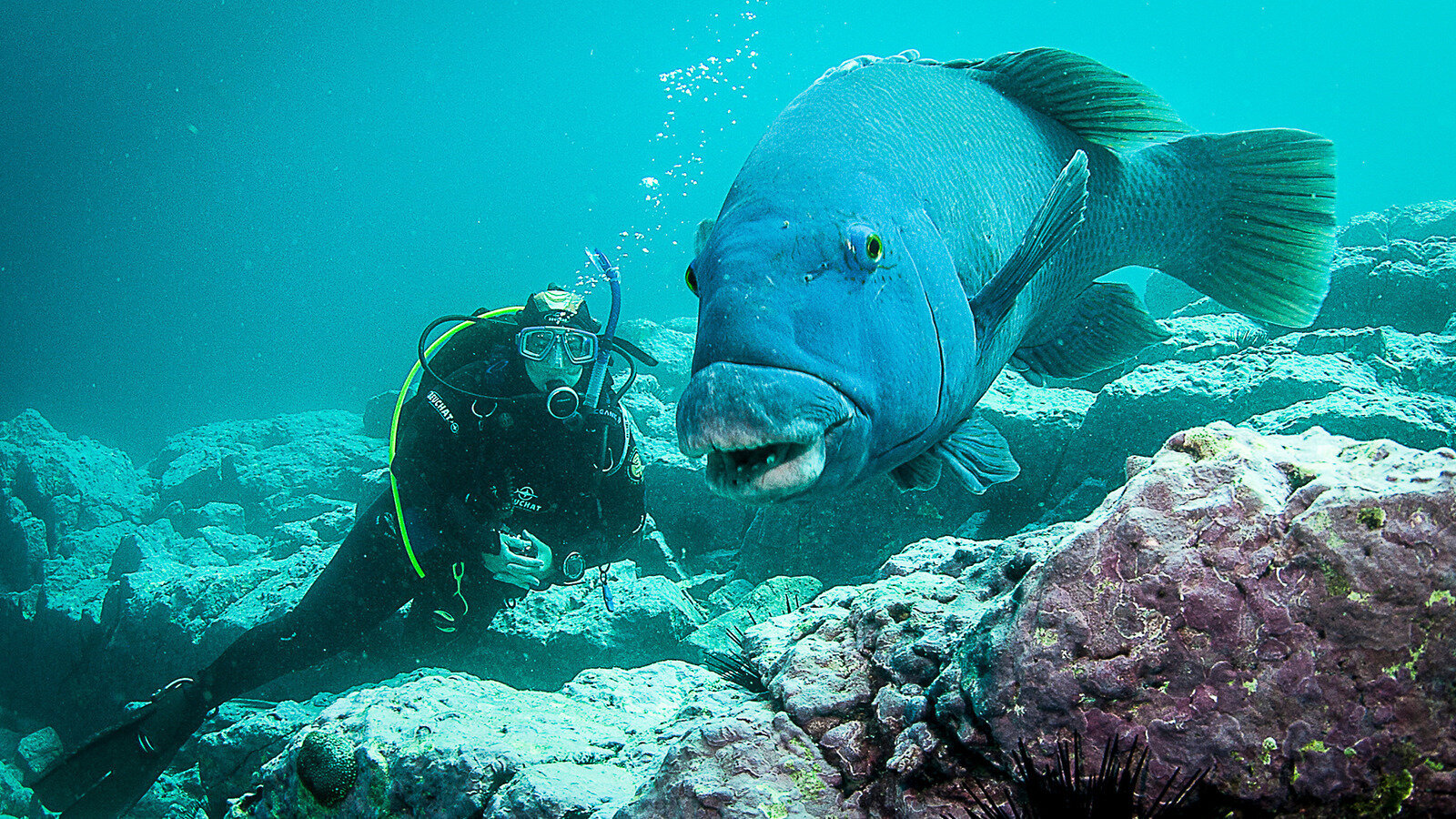 Petition · FULL PROTECTION FOR THE EASTERN BLUE GROPER - Australia ...