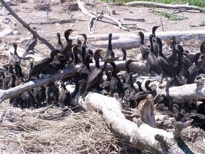 Petition · Restore a Healthy Lake Champlain: Cormorant Control - United ...