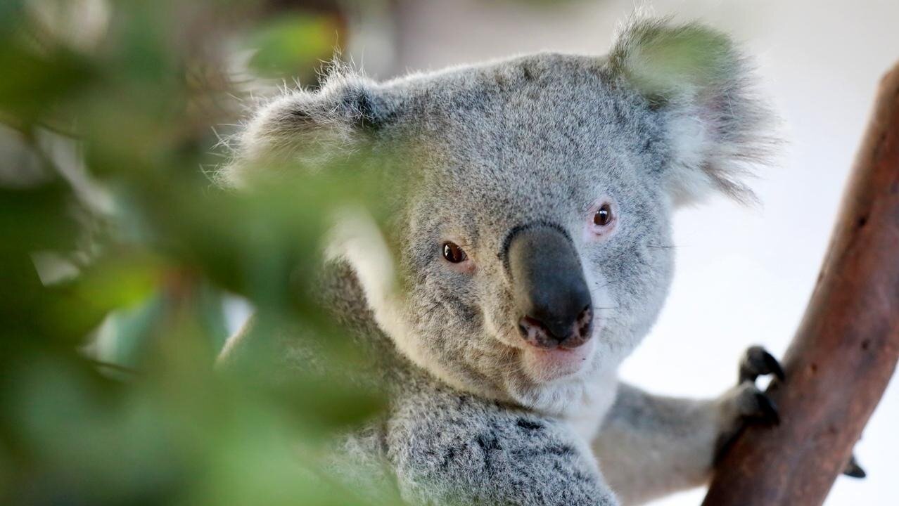 Petition · Make Liverpool Council Establish a Koala Management Plan ...