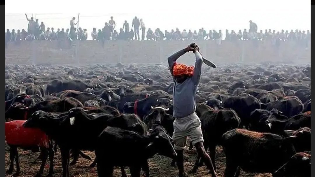 Petition · ANIMAL ABUSE IS , NATURE ABUSE #VOICE FOR VOICELESS. - India ...