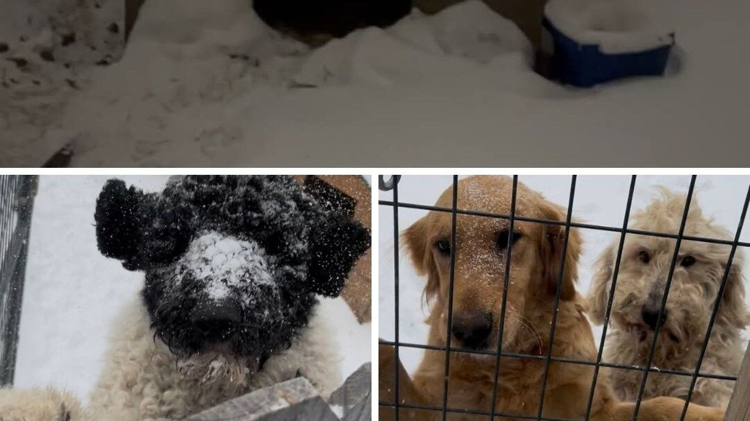 Petition · Justice for Penny, Amy & Rowdy – Change Joplin’s Laws & Hold ...