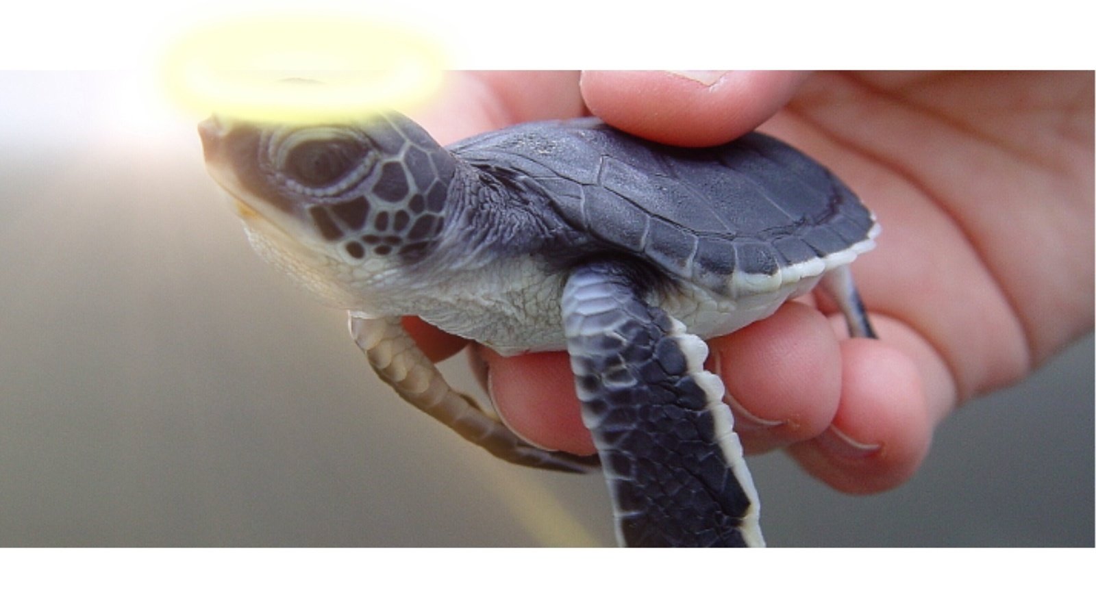 Petition · I want to get rid of all plastic straws to saves thos ...