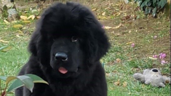 Petición · Implantar Horario y zonas para llevar el Perro suelto en ...
