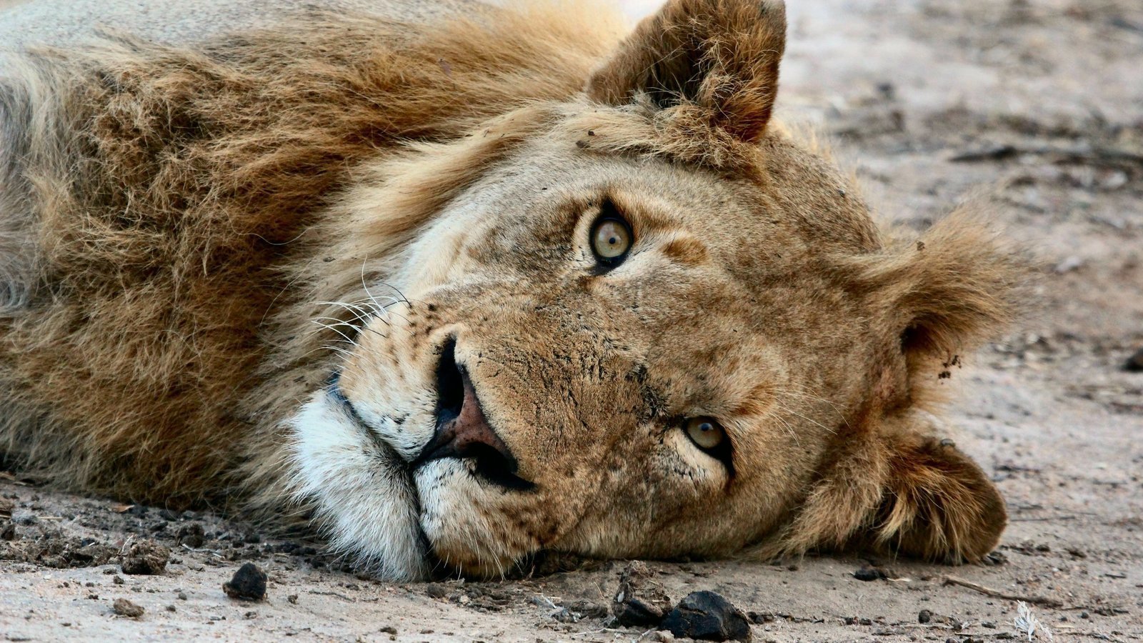 Petition · Ban lion trophy hunting imports into the UK - United Kingdom ...