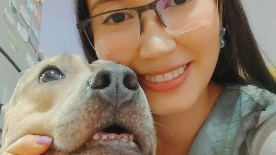 Petición · Ley en contra de la raza American Bully XL - Colombia ...